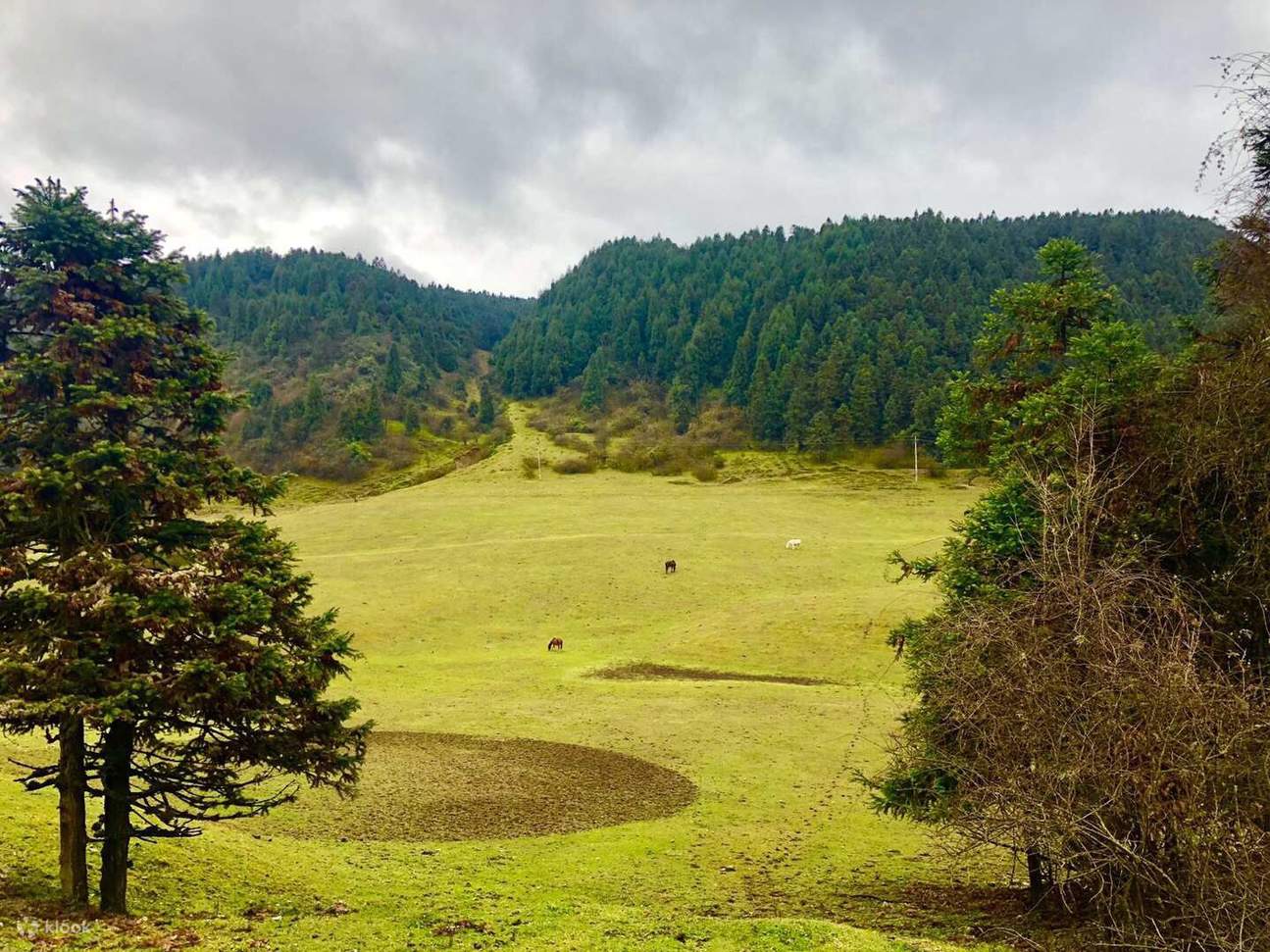 Chongqing Wulong Chinese and English tour guide private group one-day ...